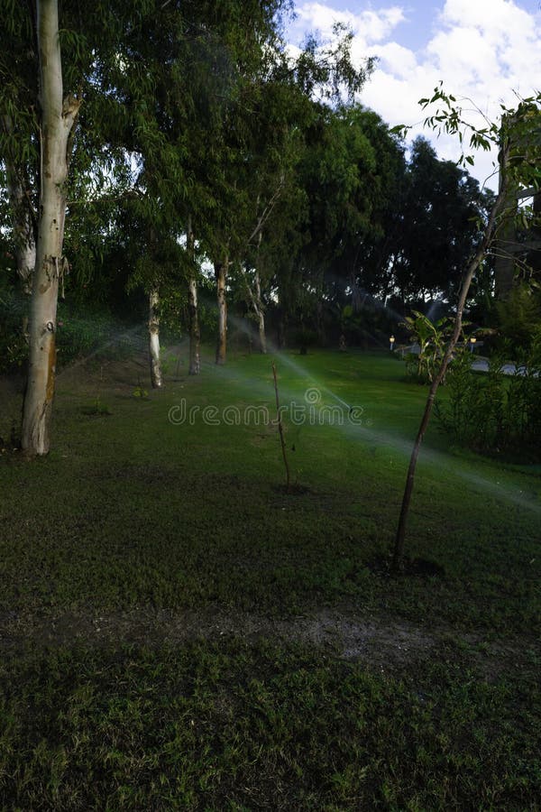 Automated Watering System in the Park. Watering Green Grass, Trees and ...