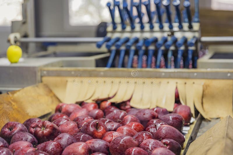 Automatic Apple Picking Line Stock Photo - Image of equipment ...