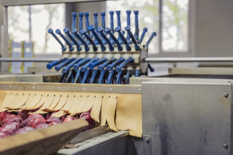 Automatic Apple Picking Line Stock Image - Image of warehouse, flumes ...