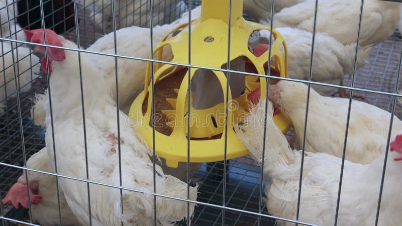 Automatic Chicken Feed stock video. Video of white, animals - 332376917