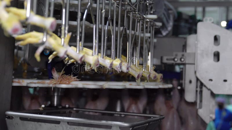 Automatic Cutting Leg in Chicken Meat Processing Plant. Stock Footage ...