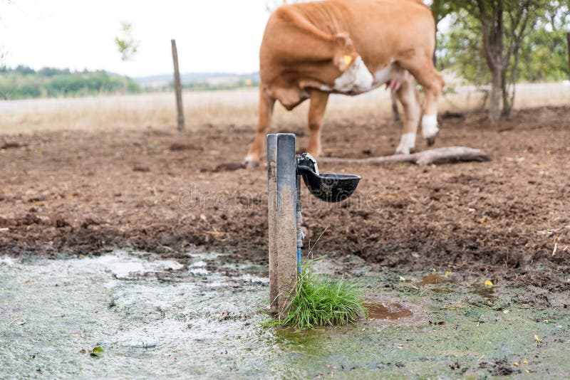 Automatic Drinking Trough in Deep Mud on Cow Pasture Stock Photo ...