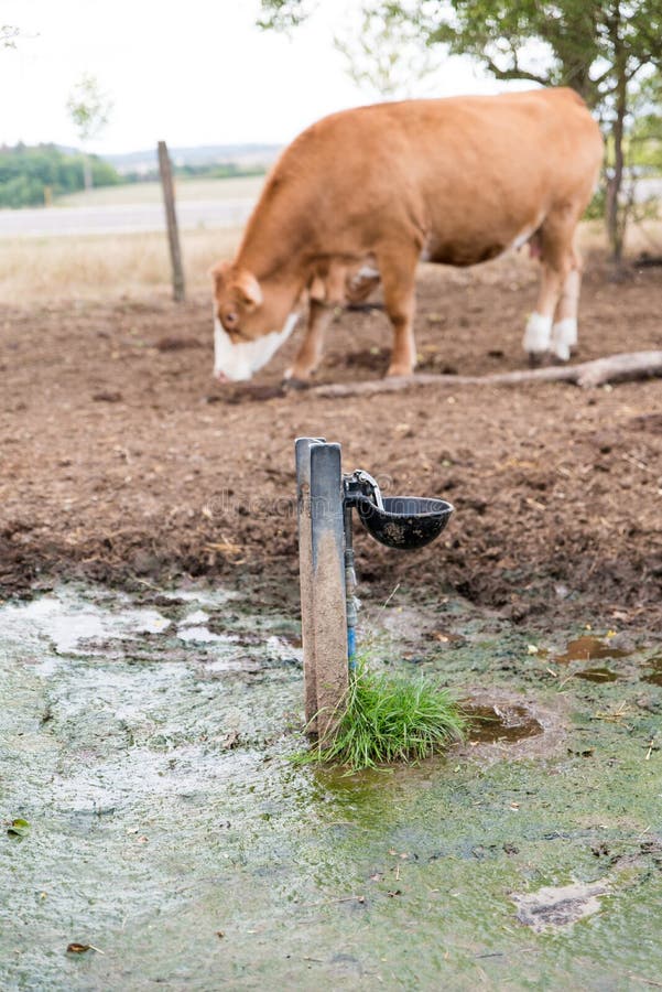 Automatic Drinking Trough in Deep Mud on Cow Pasture Stock Photo ...