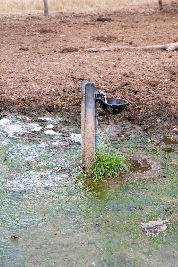 Automatic Drinking Trough in Deep Mud on Cow Pasture Stock Photo ...