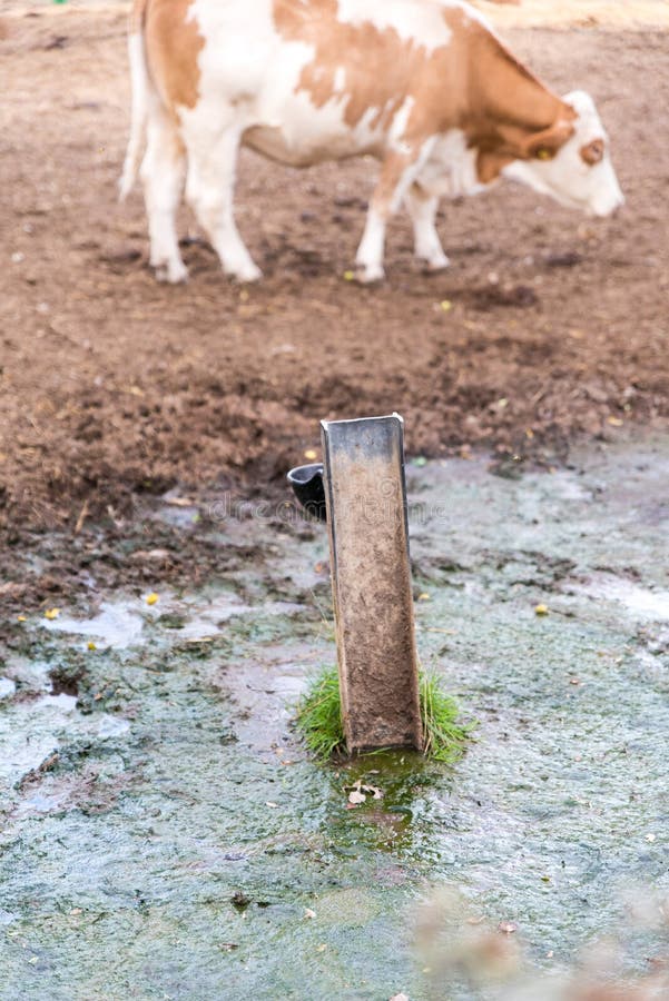 Automatic Drinking Trough in Deep Mud on Cow Pasture Stock Photo ...