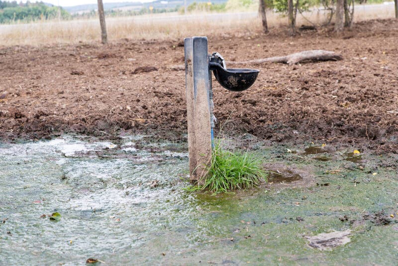 Automatic Drinking Trough in Deep Mud on Cow Pasture Stock Photo ...