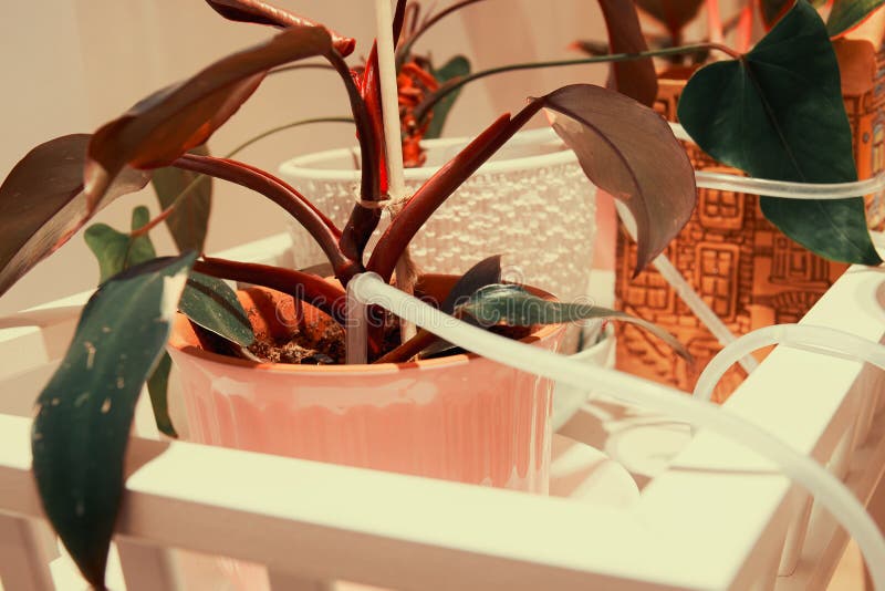 Automatic Drip Irrigation System for Indoor Plants and Flowers with ...