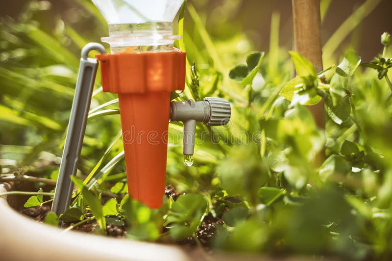 Automatic Drip Irrigation System Inside the Pot Stock Photo - Image of ...
