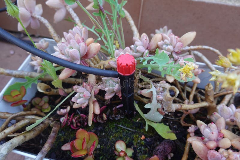 Automatic Drip Irrigation System Watering Succulent Plants in a Pot ...