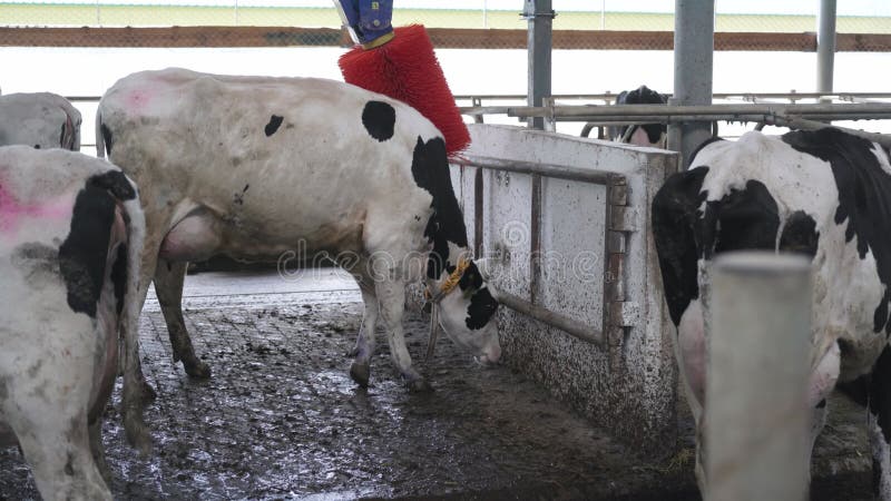 Automatic Equipment for the Cowshed. Robotic Brush for Cleaning Cow ...