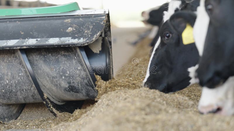 Automatic Feed Feeder for Cows on the Farm, Concept of Automation of ...