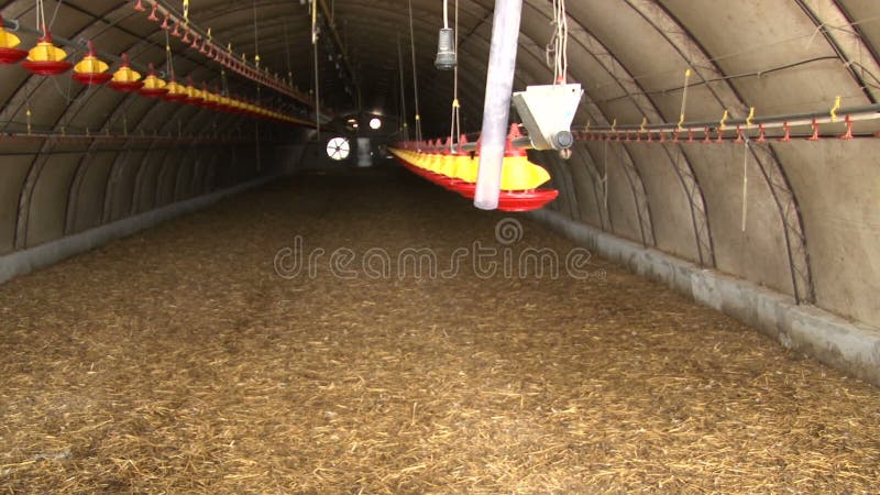 Automatic Feeding of Chicken Feed. Feed Regulation System. Stock Video ...