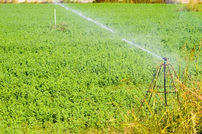 21,523 Irrigation Sesame Crop Stock Photos - Free & Royalty-Free Stock ...