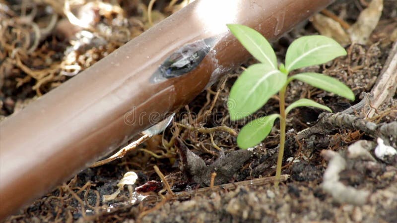 Automatic Irrigation System for Garden, Refreshing Stock Footage ...