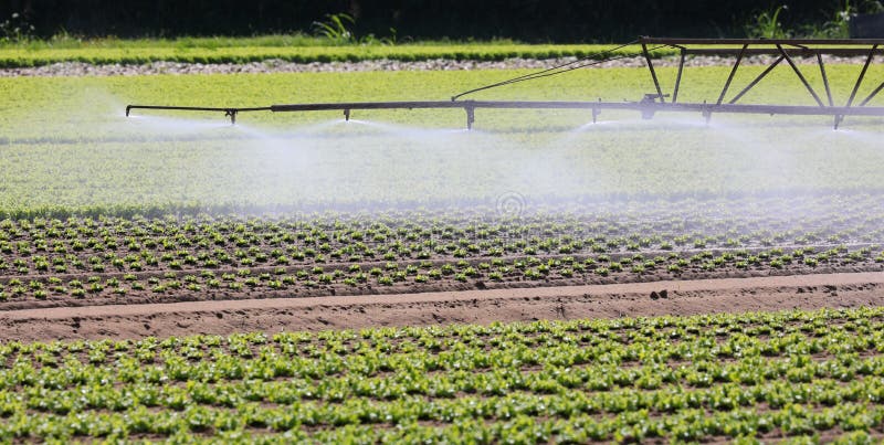 Automatic Irrigation System on the Cultivated Field To Give Water To ...