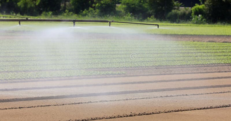 Automatic Irrigation System on the Cultivated Field To Give Water To ...
