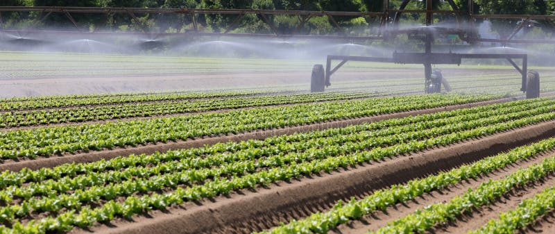 Automatic Irrigation System on the Cultivated Field To Give Water To ...