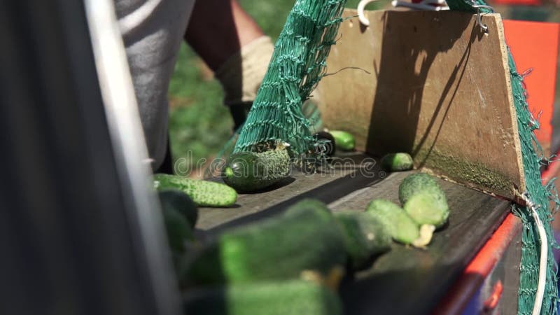Automatic Line for Processing of Vegetables. Preserving Cucumber Stock ...