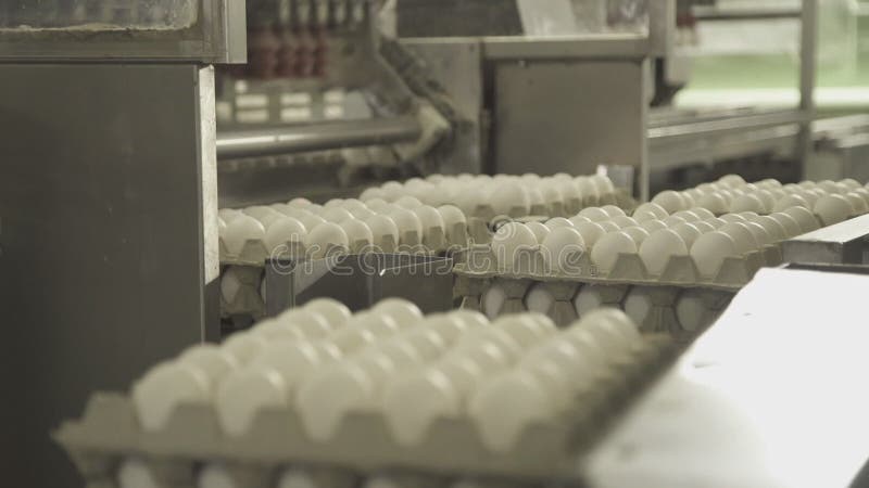 Automatic Loading of Eggs on Conveyor by Means of Suction Cups. Stock ...