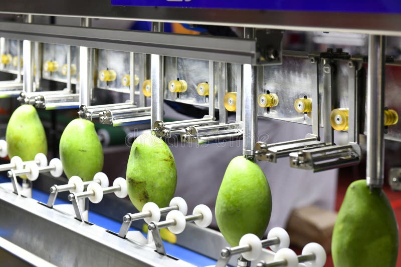 Automatic Mango Peeler Machine Production Line in Factory Stock Image ...