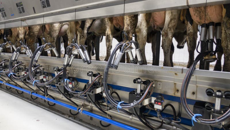 Automatic Milking of Cows on a Cattle Farm Stock Photo - Image of rural ...