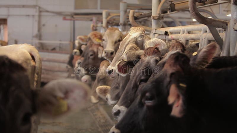 Automated Milking of Cows on a Farm. the Process of Milking Cows on a ...