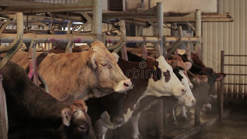The Process of Milking Cows on a Dairy Farm. Automatic Milking of Cows ...