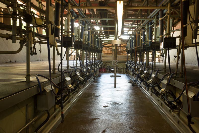 Automatic milking system stock image. Image of milking - 263934069