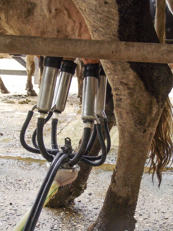 Automatic milking system stock photo. Image of calf - 112045688