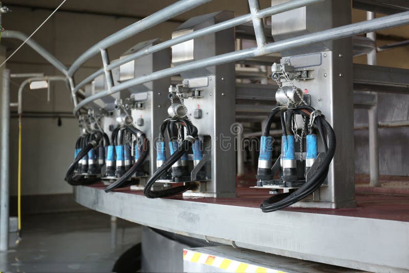 Automatic Milking Systems in Parlor. Modern Dairy Farm Stock Image ...