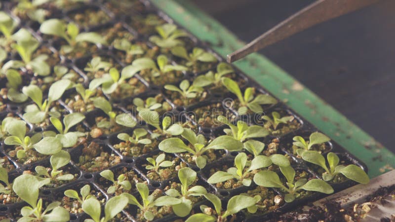 Automatic Planting of Young Seedlings Using a Robot in an Industrial ...