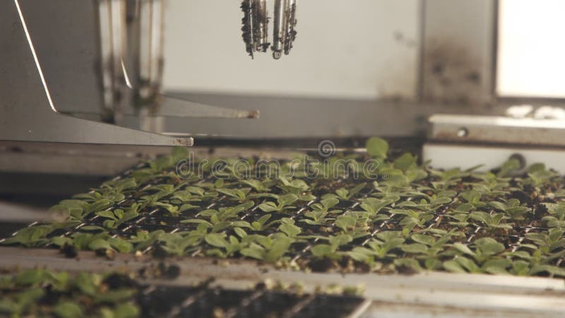 Automatic Planting of Young Seedlings Using a Robot in an Industrial ...