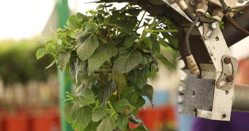 Automatic Pruning of Plants. Conveyor in a Greenhouse. Automatic ...