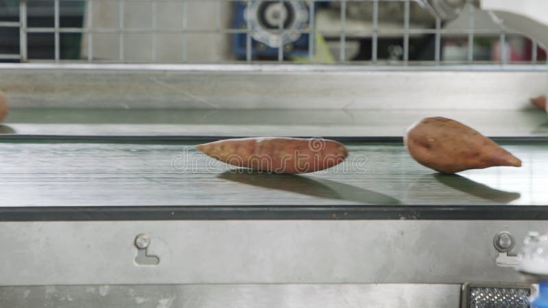 Automatic Robot Packing Sweet Potatoes from a Conveyor Belt To a Box in ...
