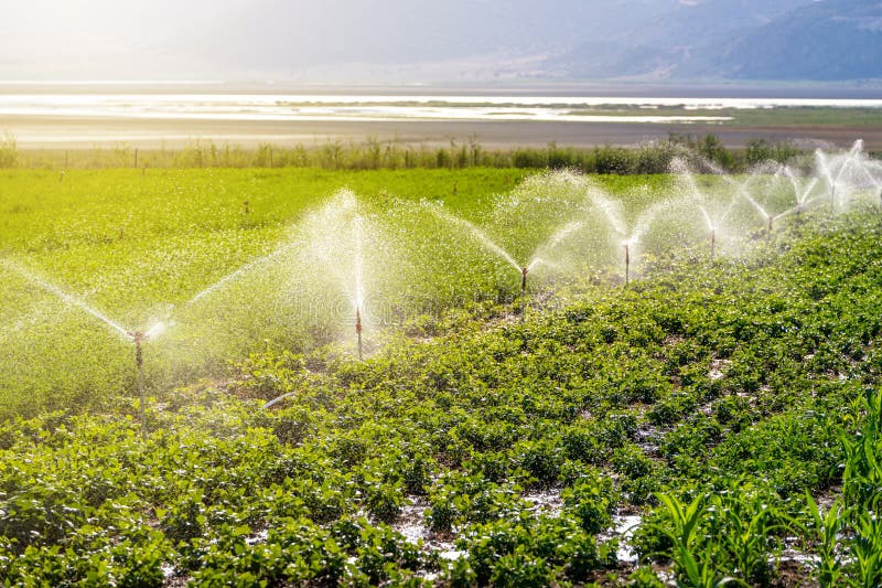 Automatic Sprinkler Irrigation System Watering in the Vegetable Farm ...