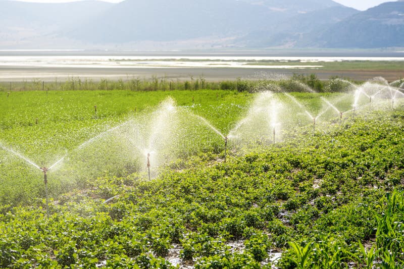 Automatic Sprinkler Irrigation System Watering in the Vegetable Farm ...