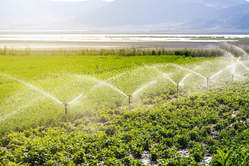Automatic Sprinkler Irrigation System Watering in the Vegetable Farm ...