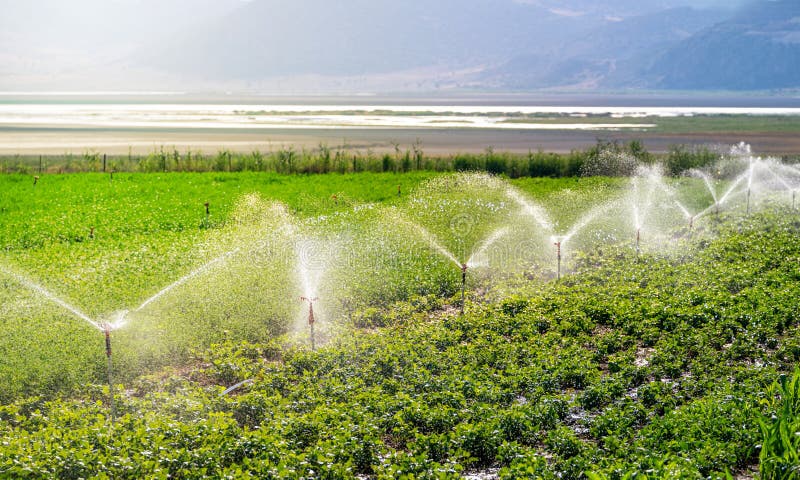 Automatic Sprinkler Irrigation System Watering in the Vegetable Farm ...