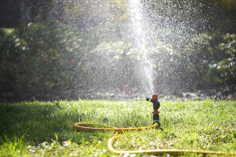Automatic Sprinkler System Watering the Lawn.Watering in the Garden ...