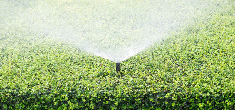 Sprinkler Watering the Plant Stock Image - Image of water, growth ...