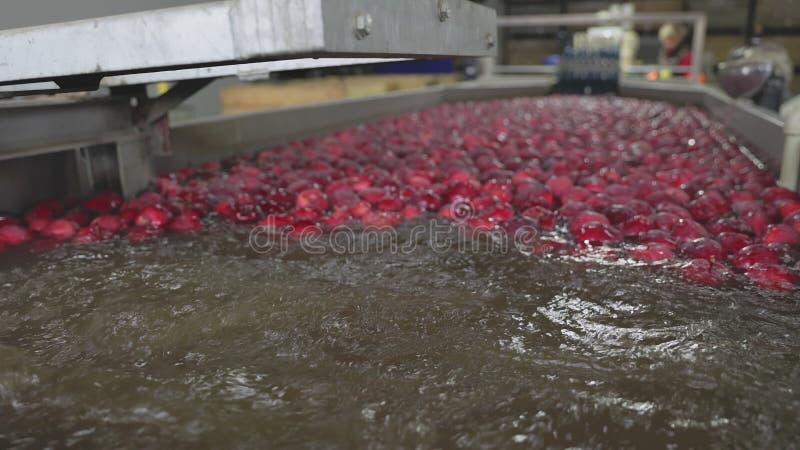 Automatic Washing of Apples in Production Stock Video - Video of ...