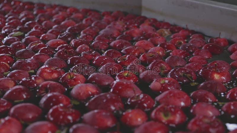 Automatic Washing of Apples in Production Stock Footage - Video of ...