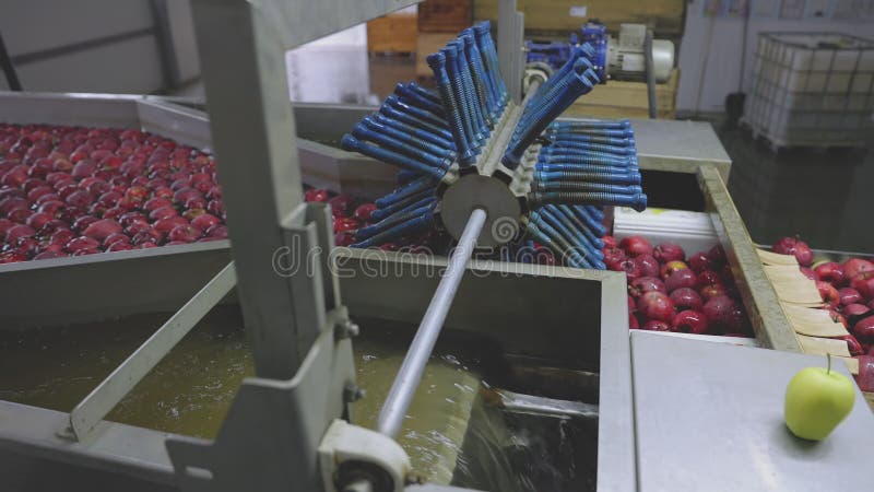 Automatic Washing of Apples in Production Stock Video - Video of grown ...