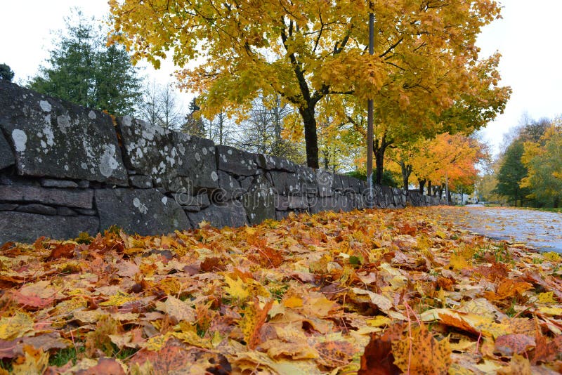 Automn stock image. Image of yellow, grass, autumn, plant - 79255543