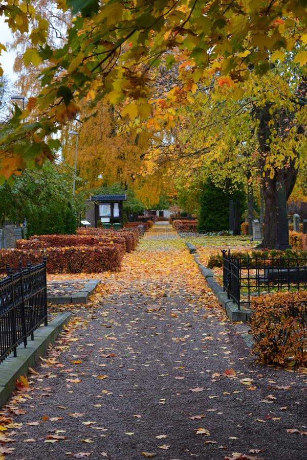 Automn stock photo. Image of landscaping, plant, magic - 79255618