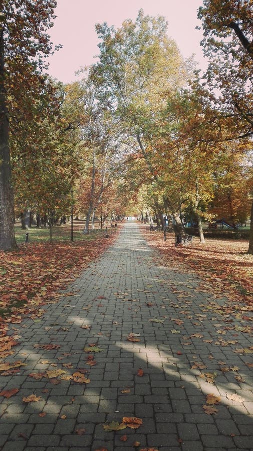 Automn in park stock image. Image of colors, automn, leaves - 89661249