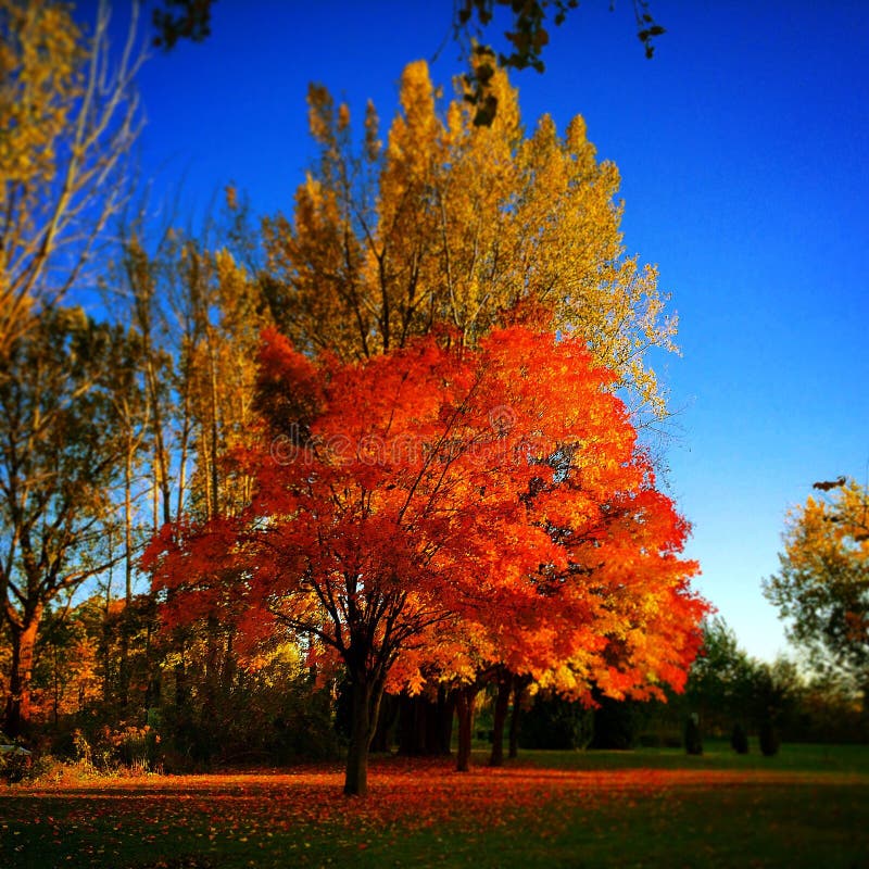Autumnal tree stock photo. Image of tree, autumnal, splendid - 49879308