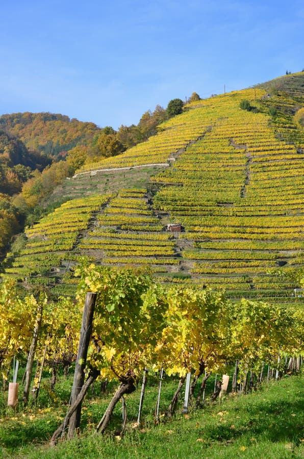 Automne Dans Le Vignoble, Basse Autriche Image stock - Image du saison ...