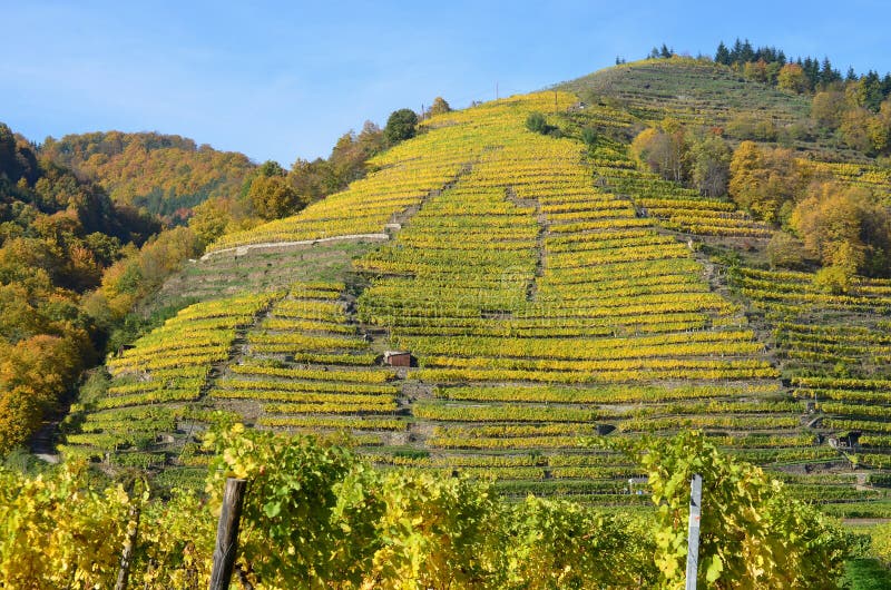Automne Dans Le Vignoble, Basse Autriche Image stock - Image du saison ...