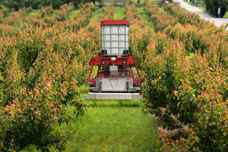 Autonomous Robot Sprayer Works in a Fruit Garden. Stock Photo - Image ...